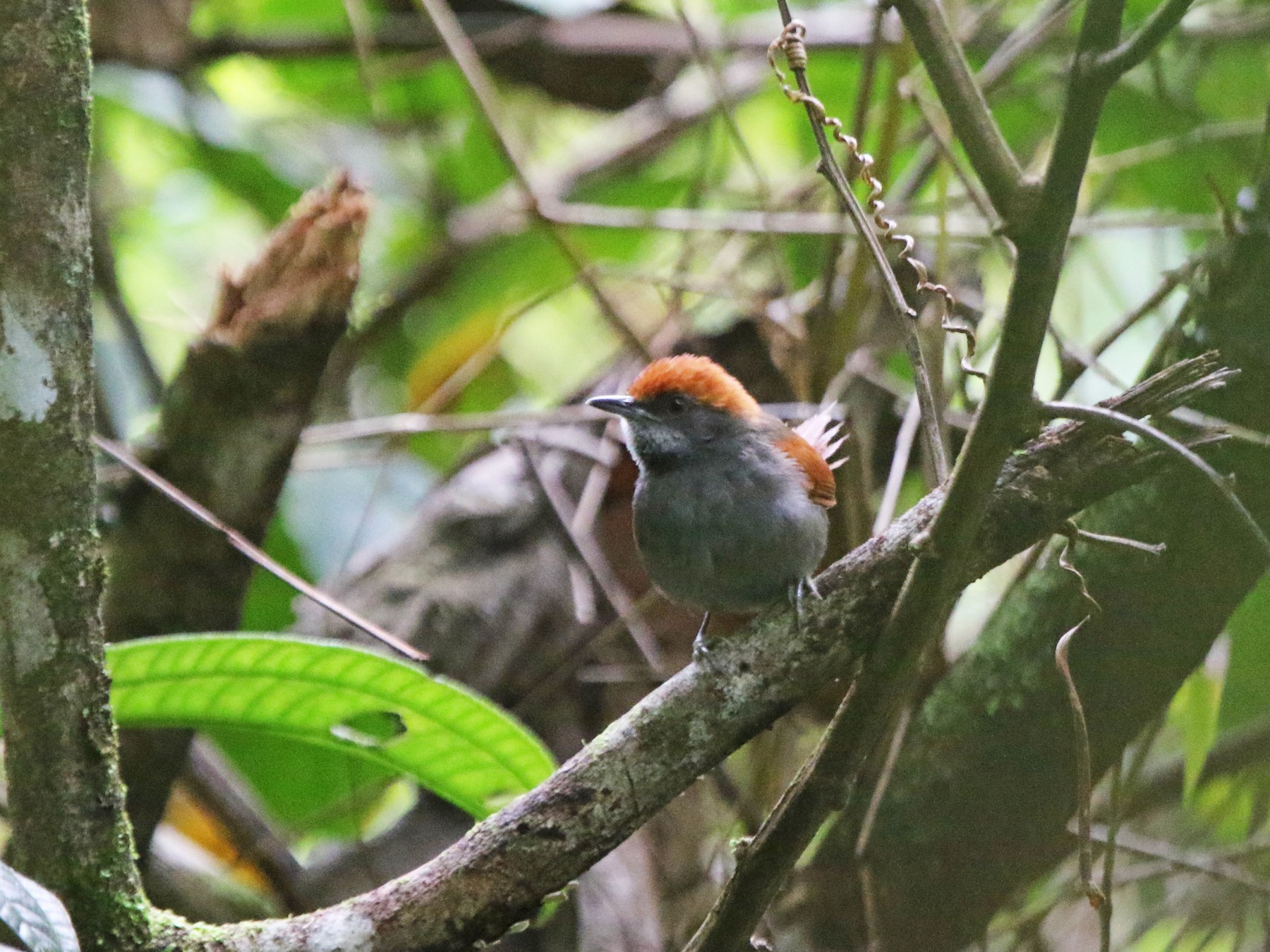 Pinto's Spinetail - eBird