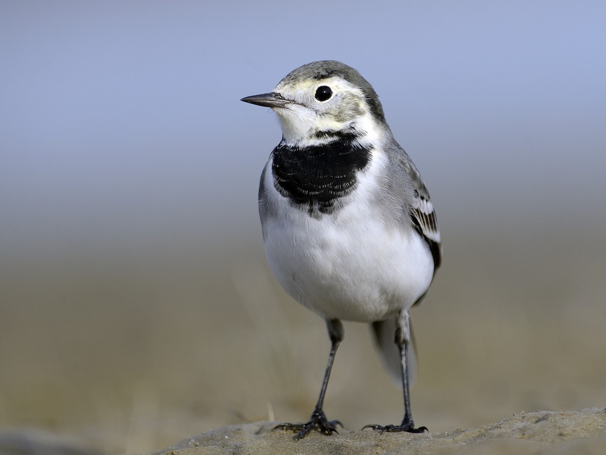 White Wagtail - Motacilla alba - Birds of the World