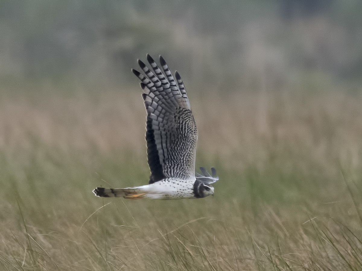 Long-winged Harrier - Circus buffoni - Birds of the World