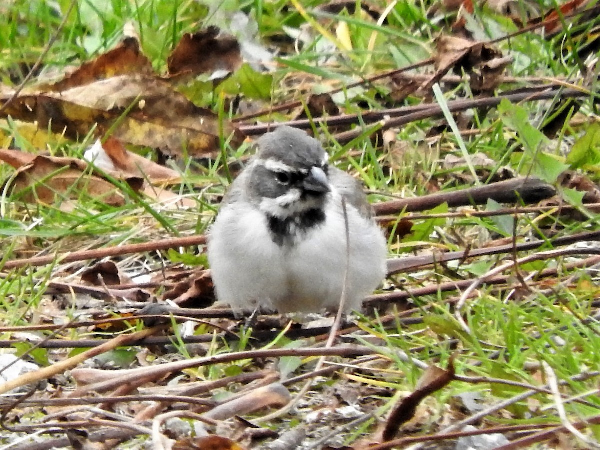 eBird Checklist - 3 Nov 2019 - Hamilton Fall Bird Count, South-West ...