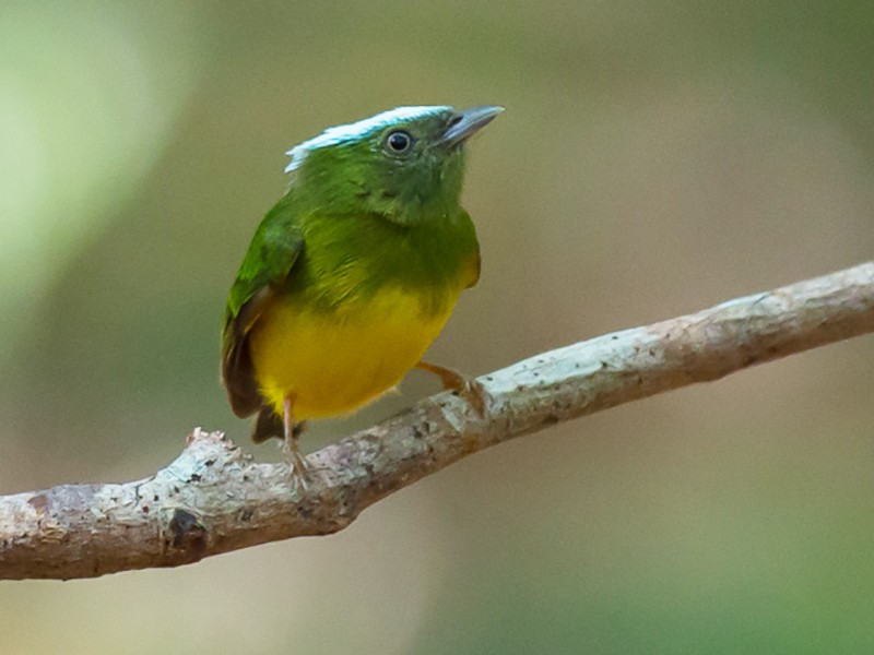 Snow-capped Manakin - eBird