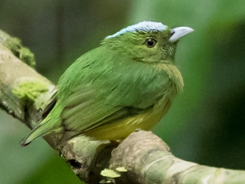 Opal-crowned Manakin - eBird