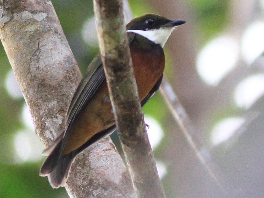 Yellow Crowned Manakin