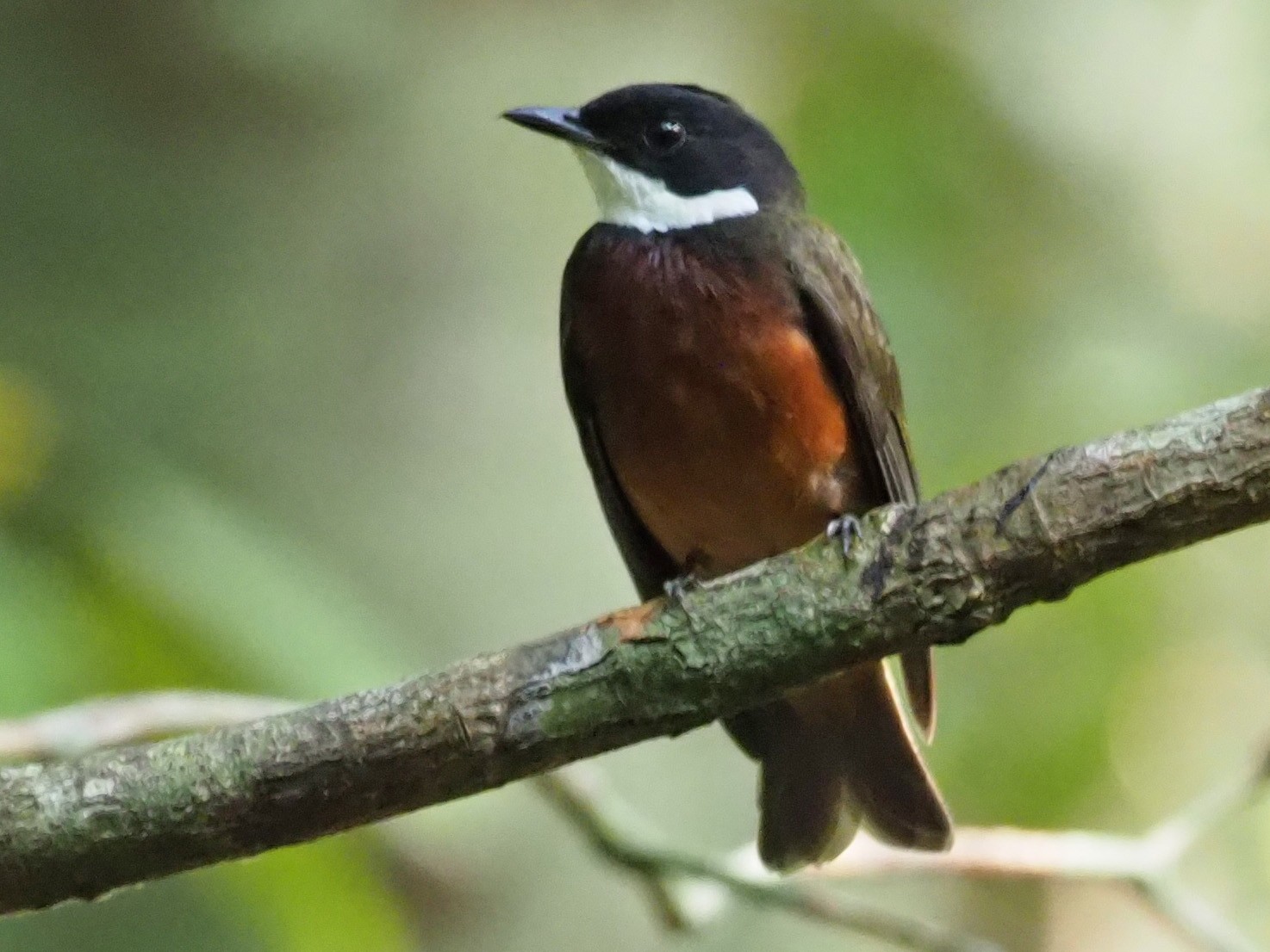 Flame-crowned Manakin - eBird