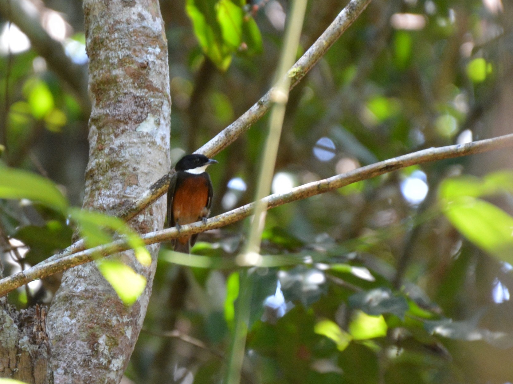 Flame-crowned Manakin - eBird