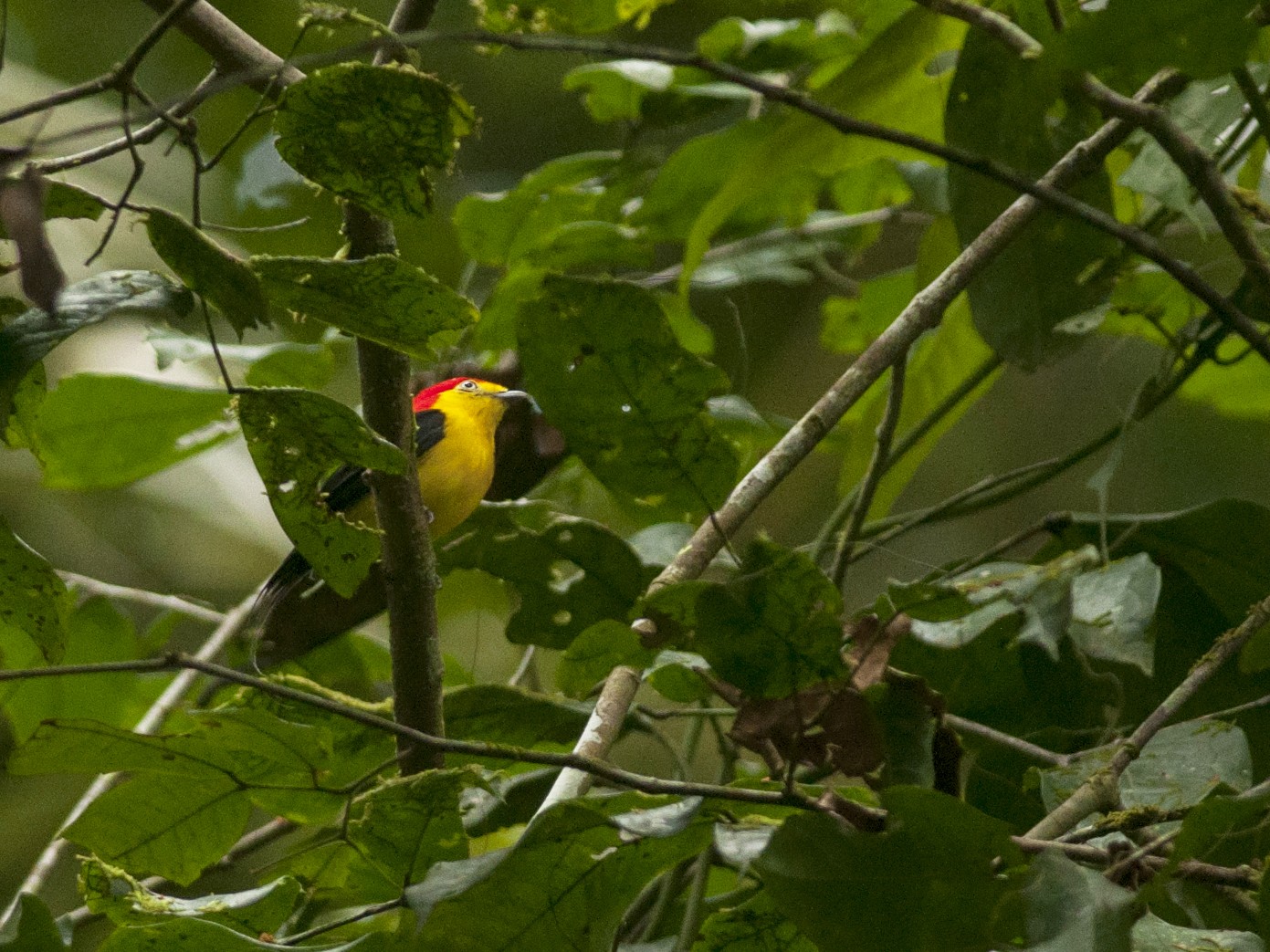 Wire-tailed Manakin - eBird