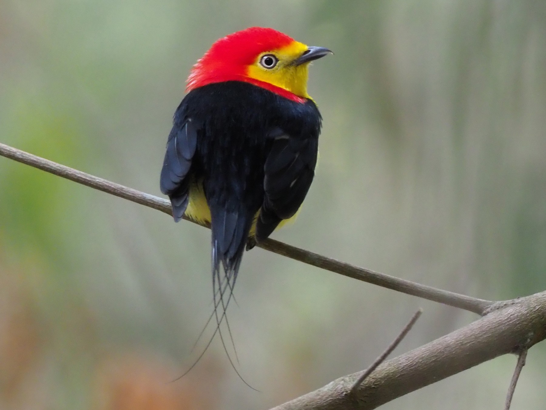Wire-tailed Manakin - eBird