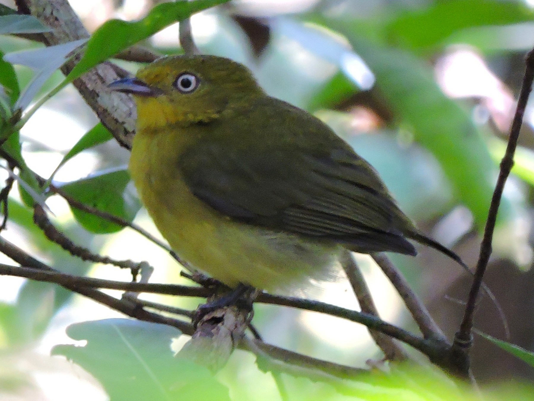 Wire-tailed Manakin - eBird