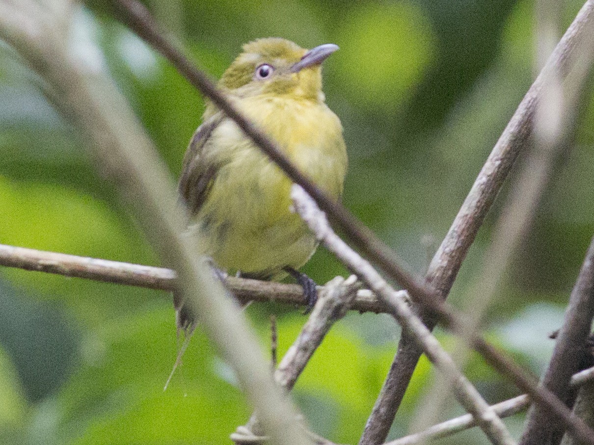 Wire-tailed Manakin - eBird