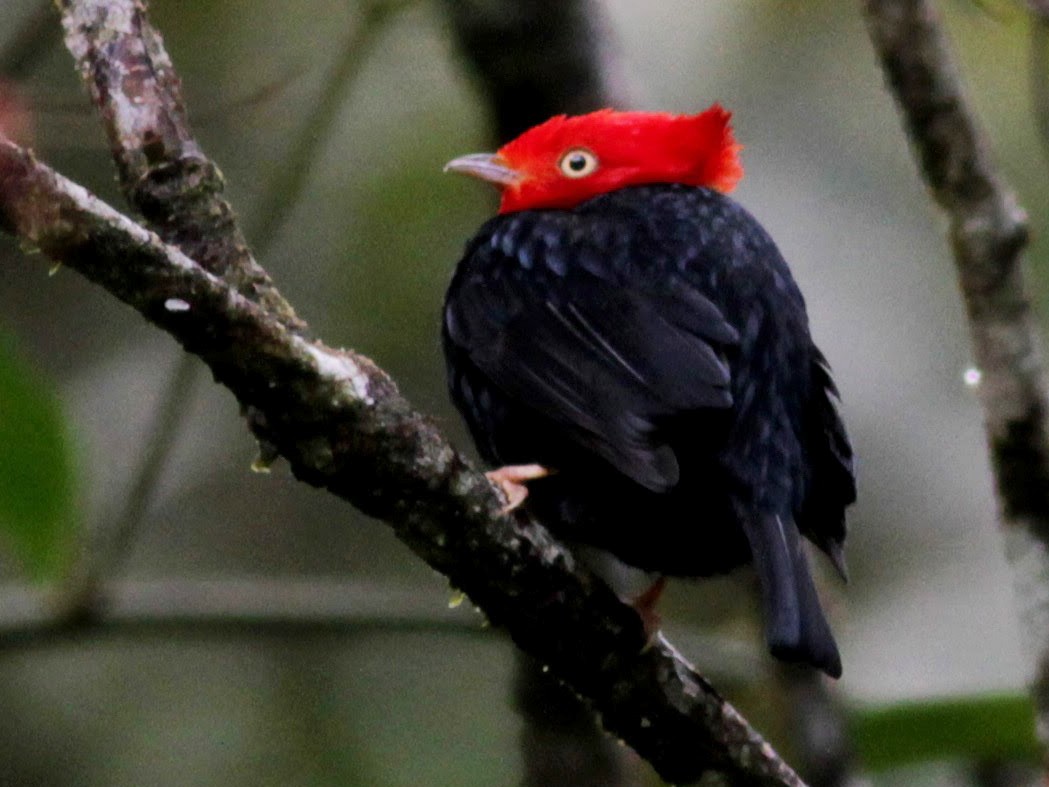 Scarlet-horned Manakin - eBird