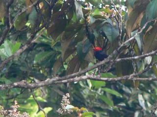 Scarlet-horned Manakin - eBird