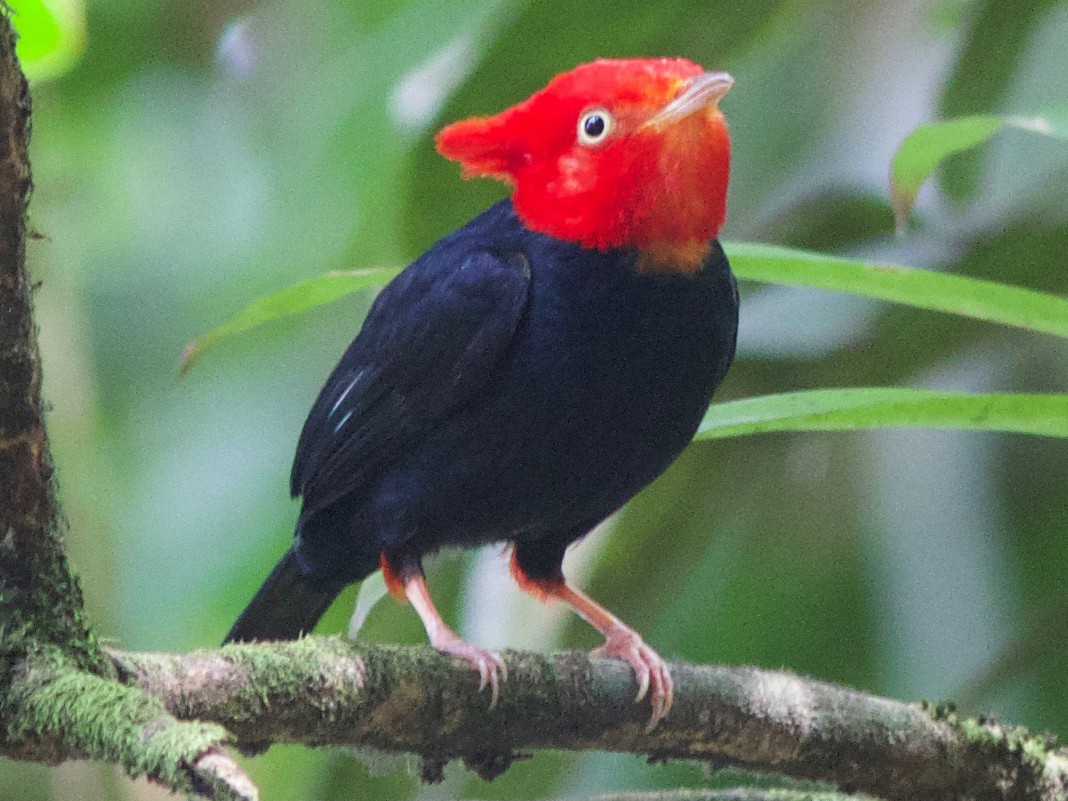 Scarlet-horned Manakin - eBird