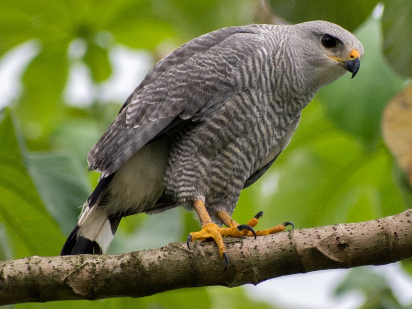 Gray-lined Hawk - eBird
