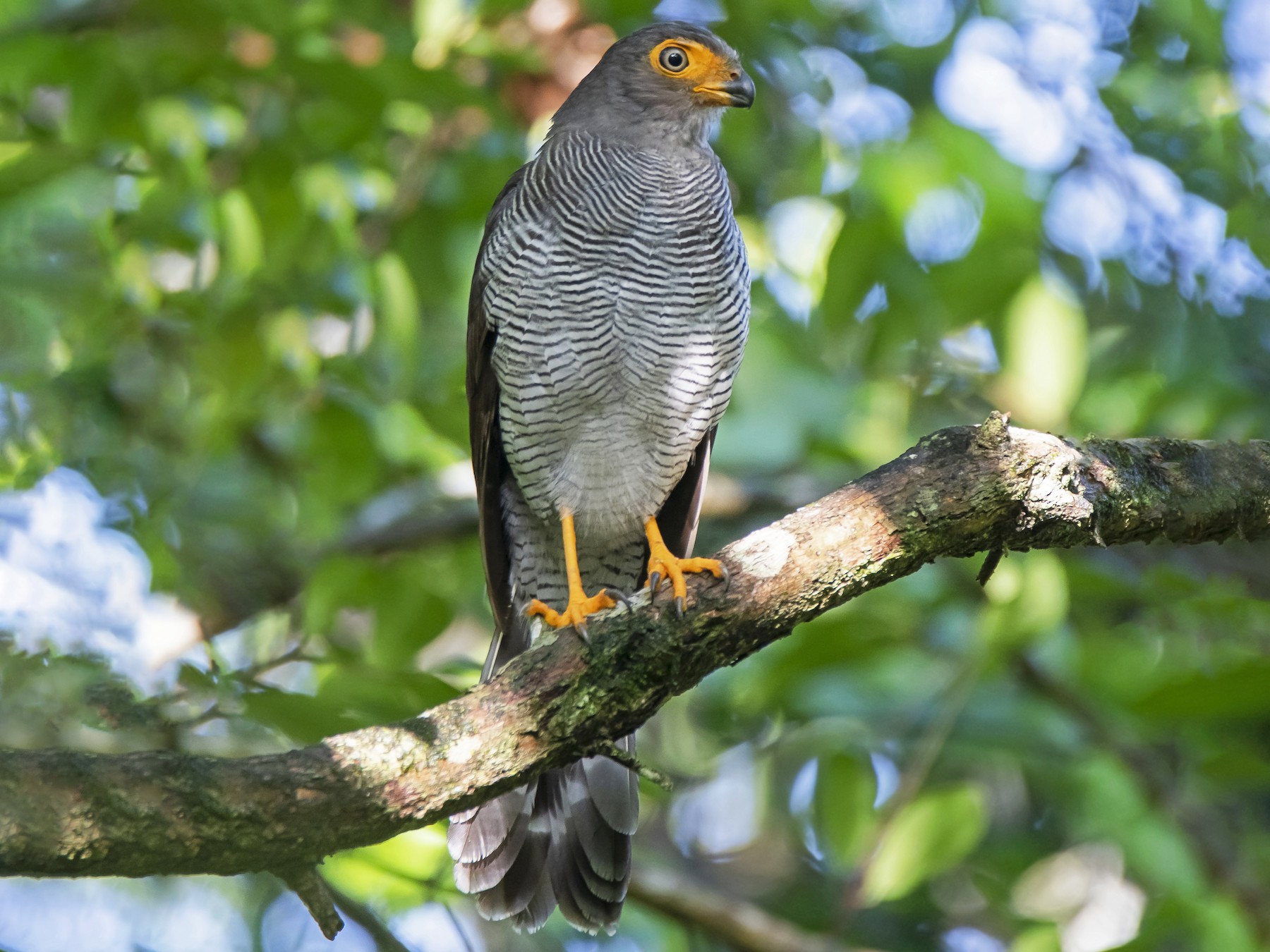 Barred Forest-Falcon - eBird