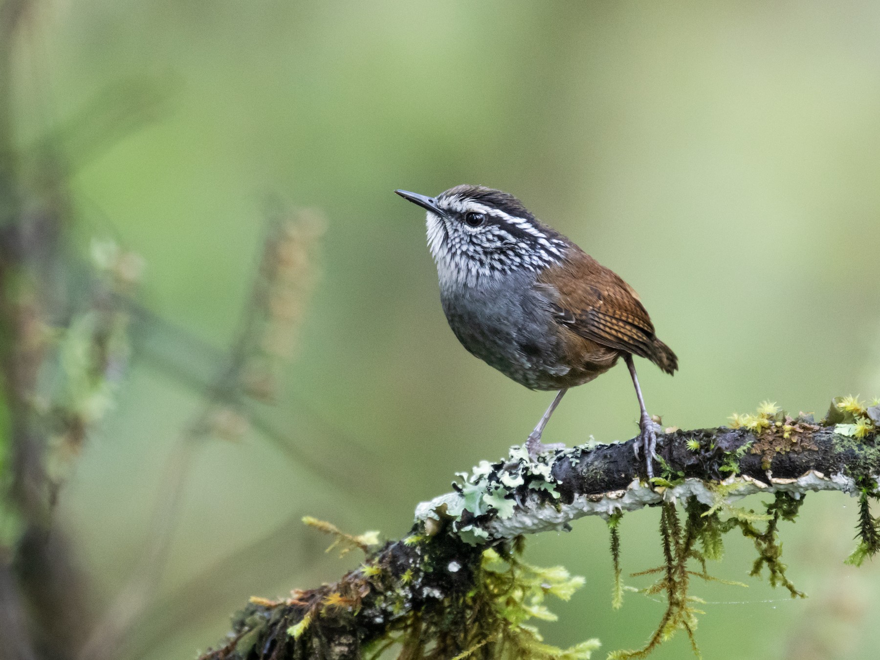 Gray-breasted Wood-Wren (Central American) - eBird