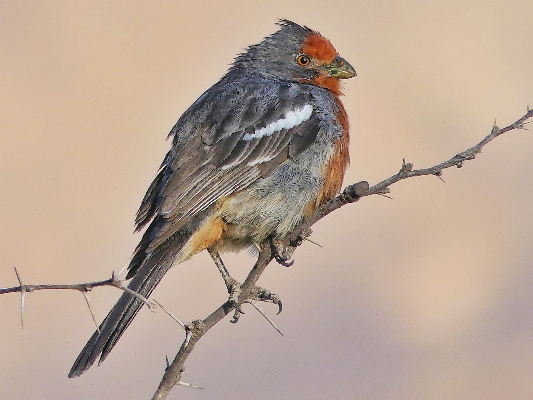 White-tipped Plantcutter - eBird