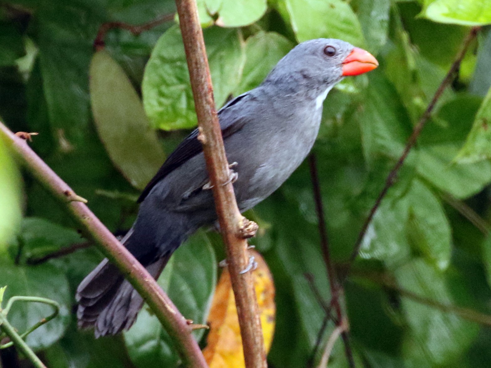 Slate-colored Grosbeak - eBird