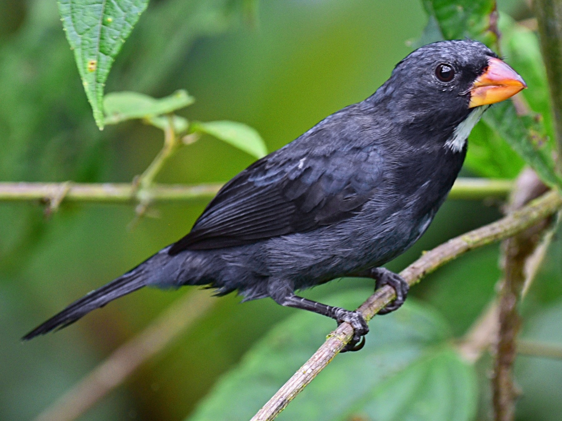 Slate-colored Grosbeak - eBird