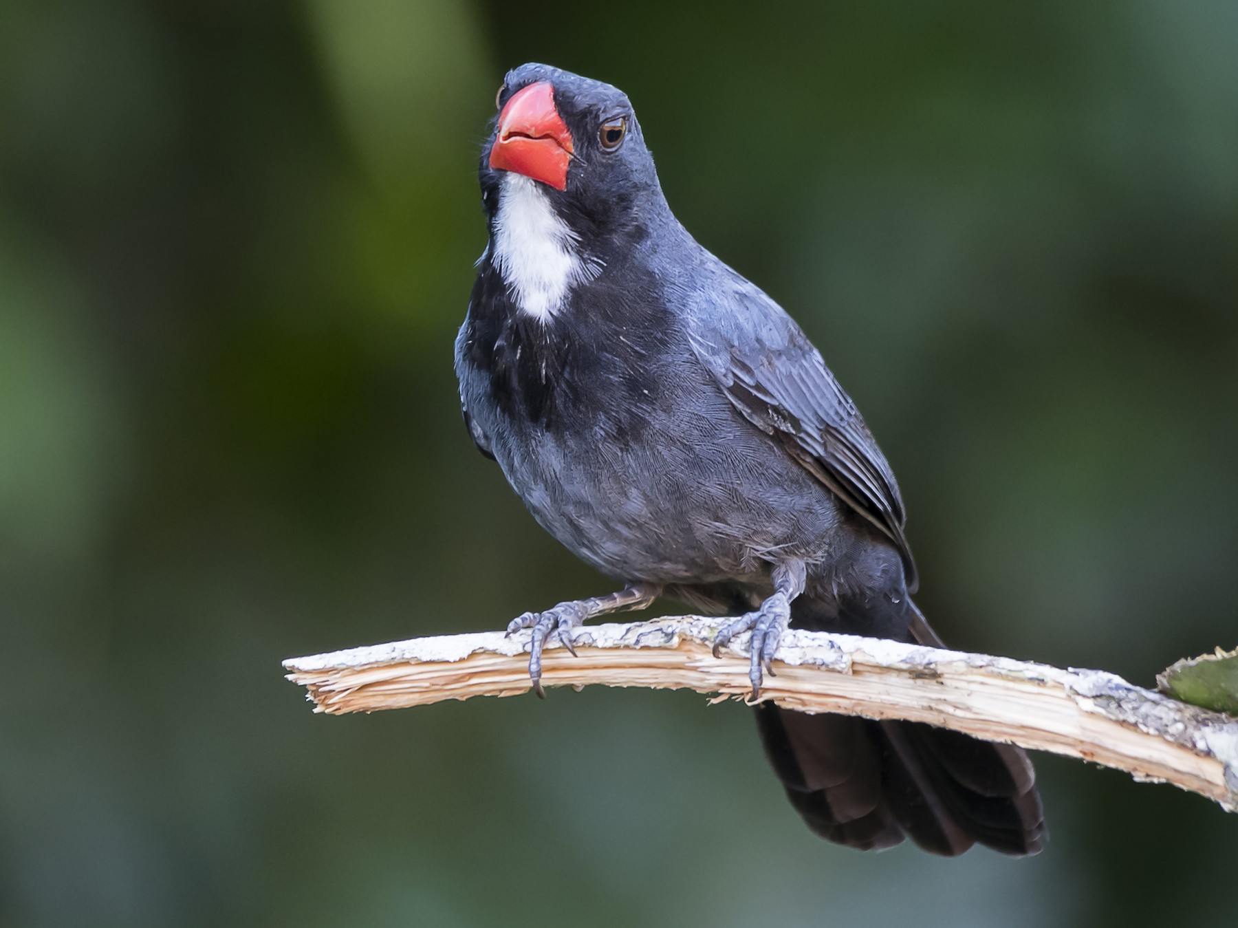 Slate-colored Grosbeak - eBird