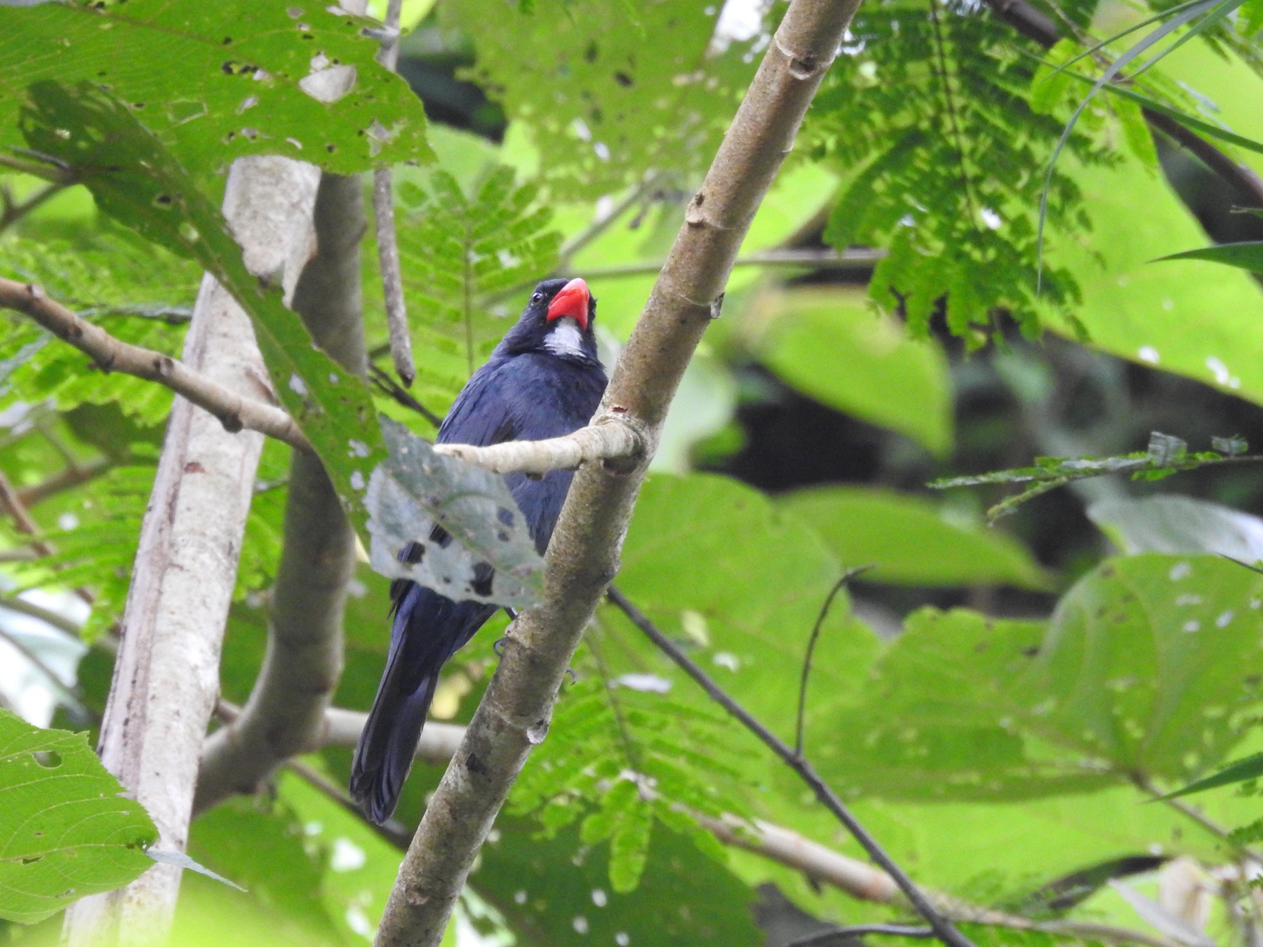 Slate-colored Grosbeak - eBird