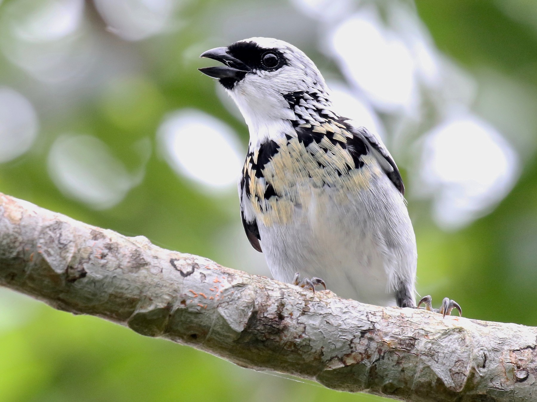 Gray-and-gold Tanager - eBird