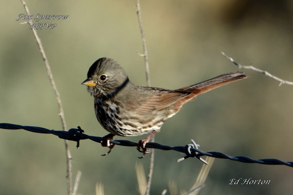 eBird Checklist - 2 Nov 2019 - Henderson Bird Viewing Preserve - 66 species