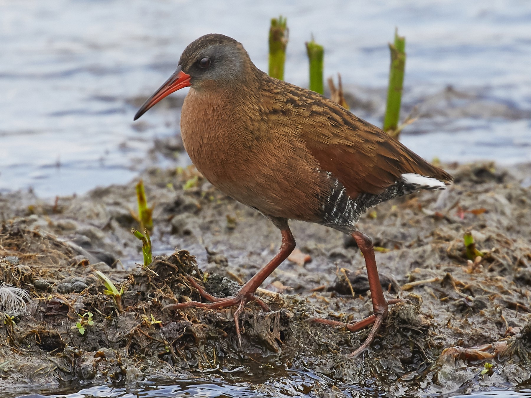 Virginia Rail - eBird