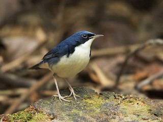 Siberian Blue Robin - Larvivora cyane - Birds of the World