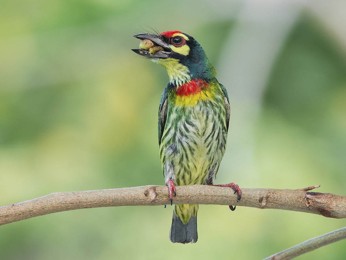Coppersmith Barbet - Psilopogon haemacephalus - Birds of the World