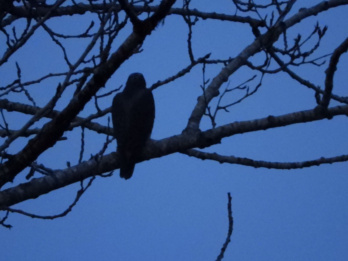 eBird Checklist - 6 Nov 2019 - North Vancouver--Maplewood Conservation ...