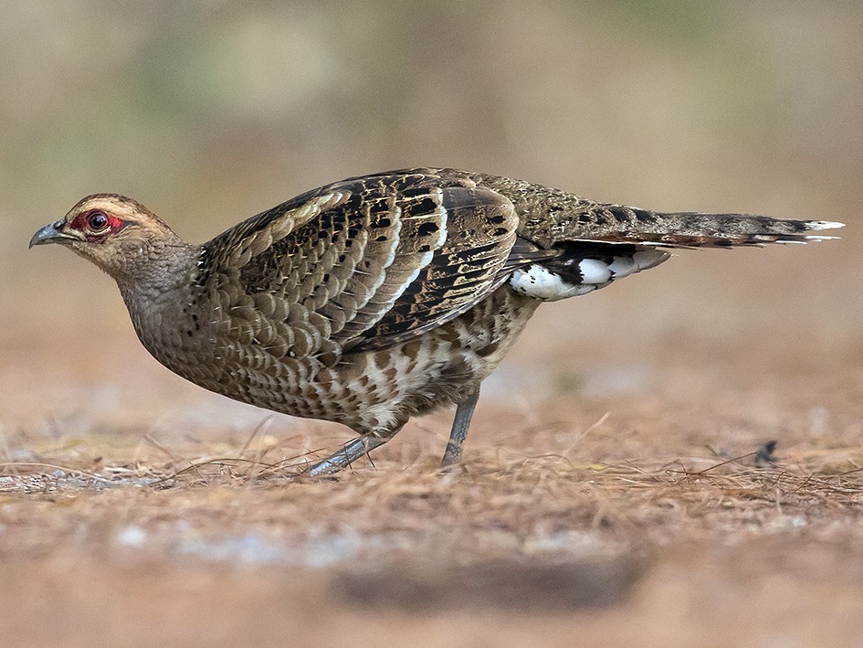 Mrs. Hume's Pheasant - eBird