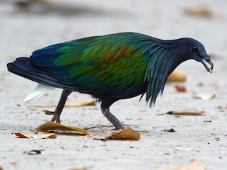 Nicobar Pigeon - eBird