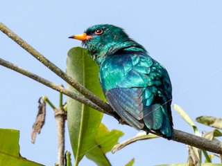 Asian Emerald Cuckoo - eBird