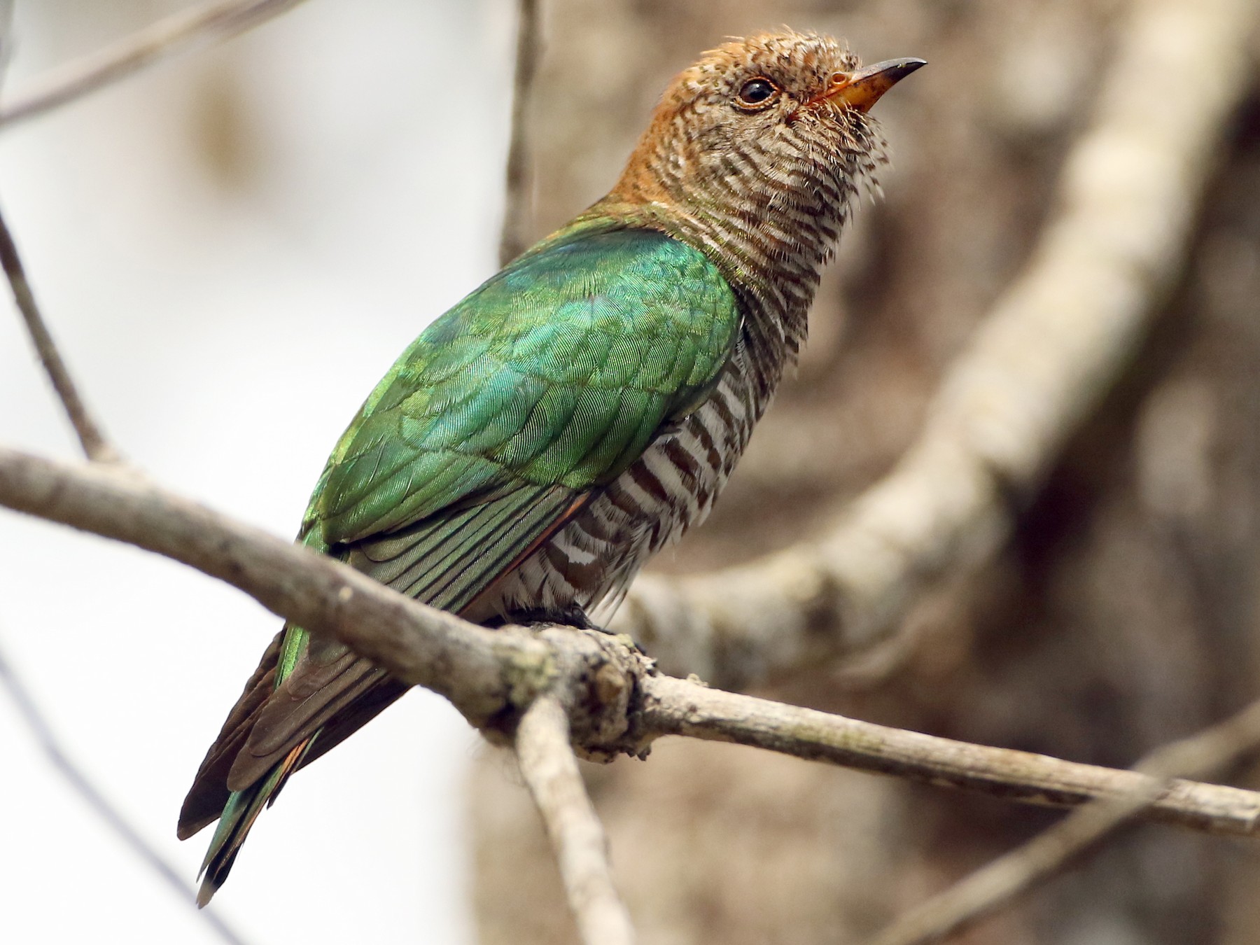 Asian Emerald Cuckoo - eBird