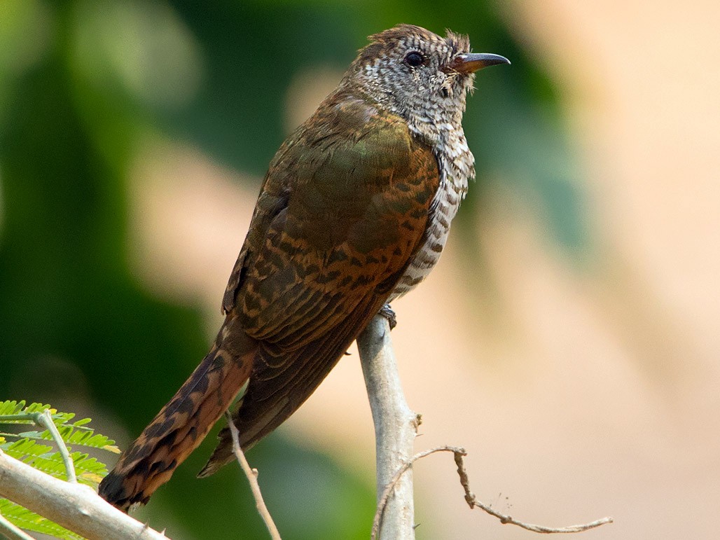Violet Cuckoo - eBird