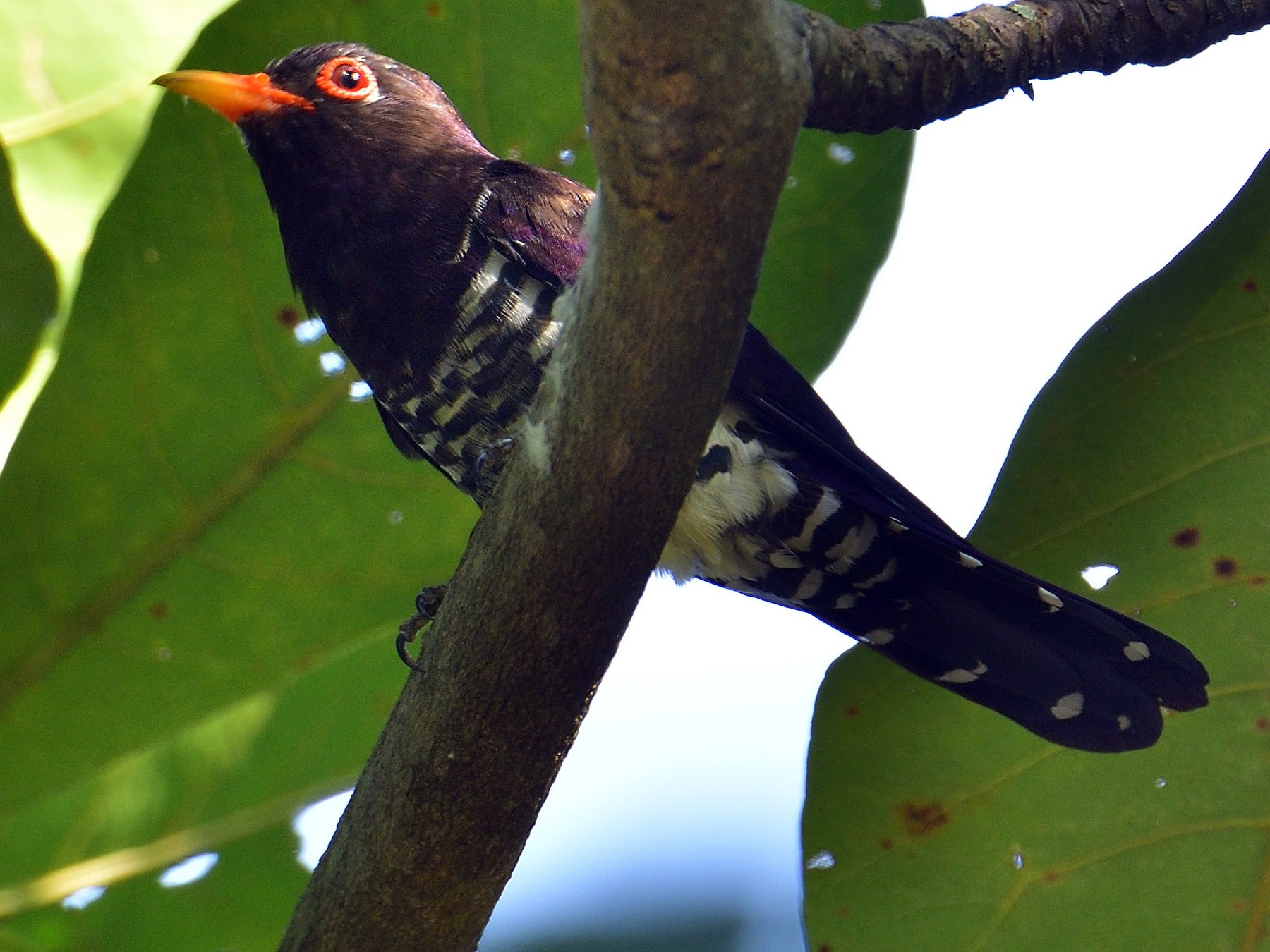 Violet Cuckoo - eBird