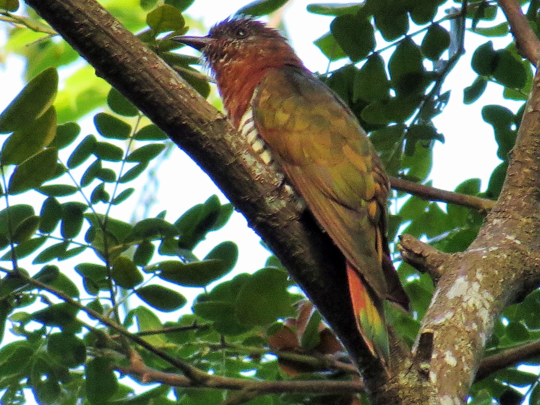 Violet Cuckoo - eBird