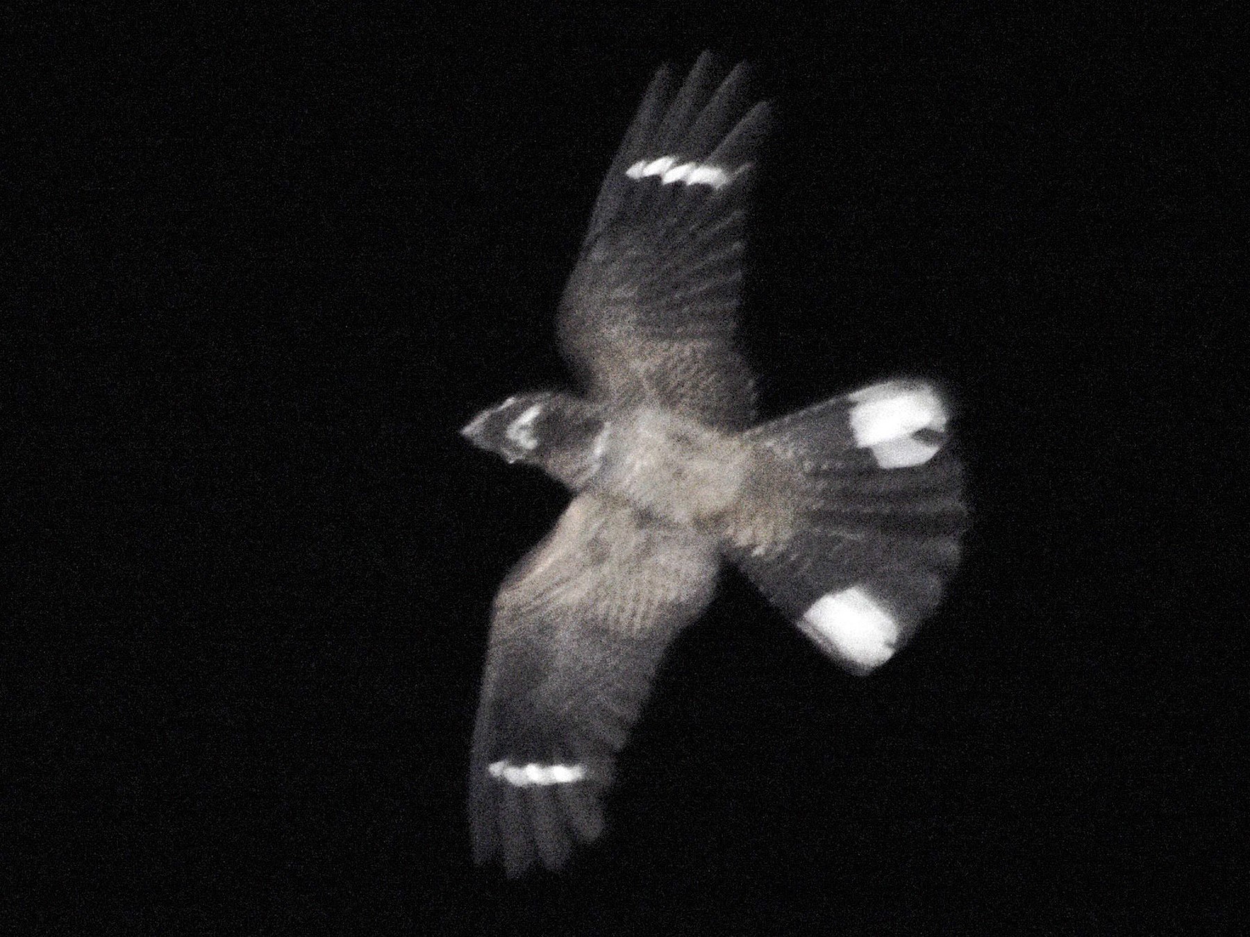 Large-tailed Nightjar - eBird