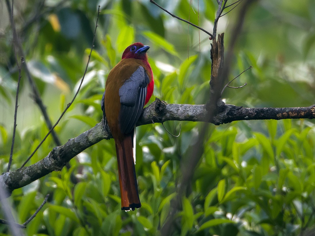 Red-headed Trogon - eBird