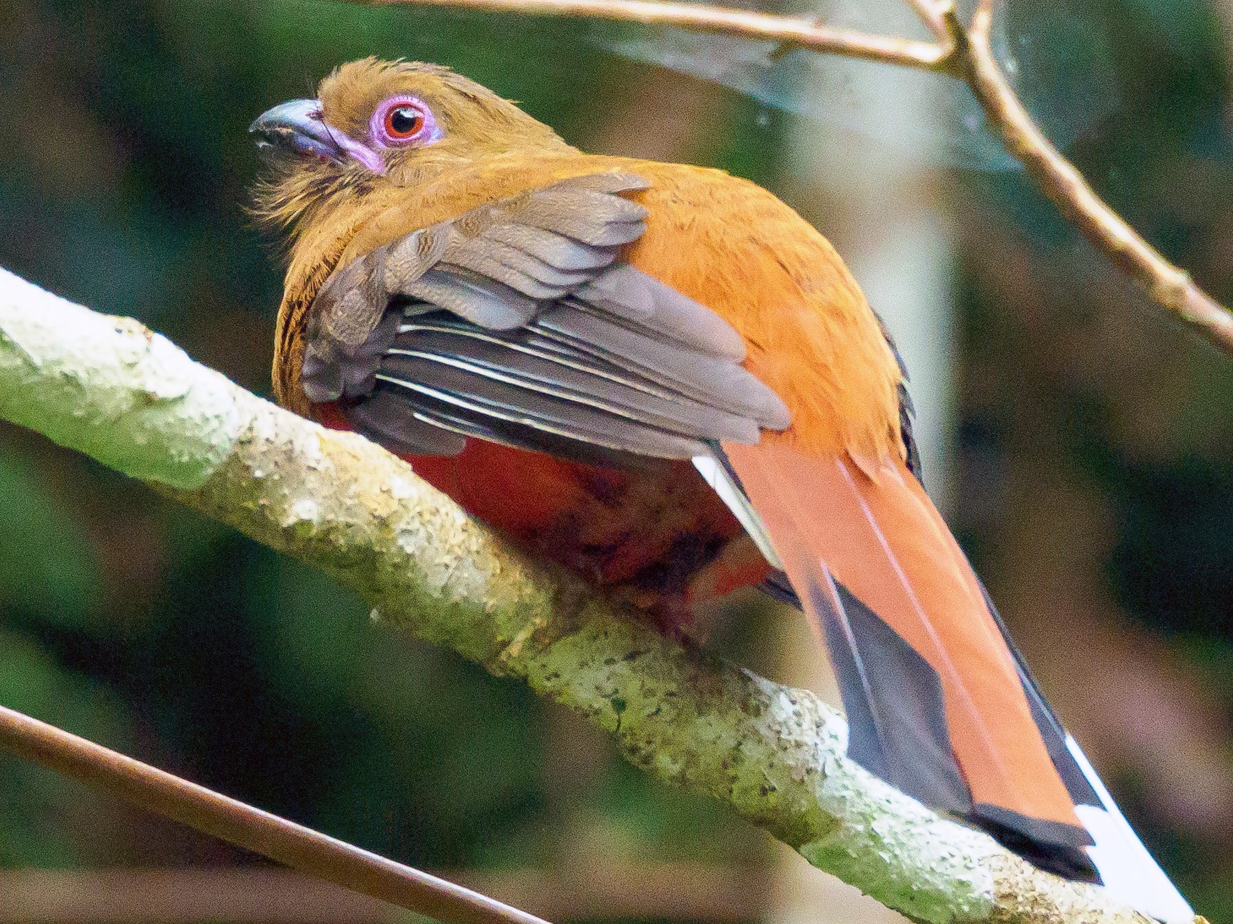 Red-headed Trogon - eBird