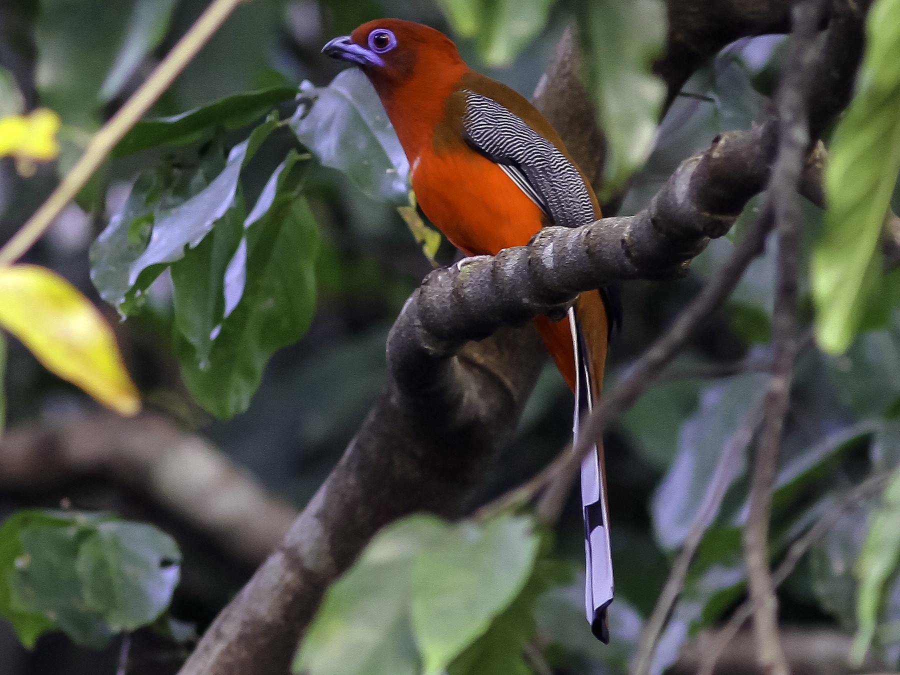 Red-headed Trogon - eBird