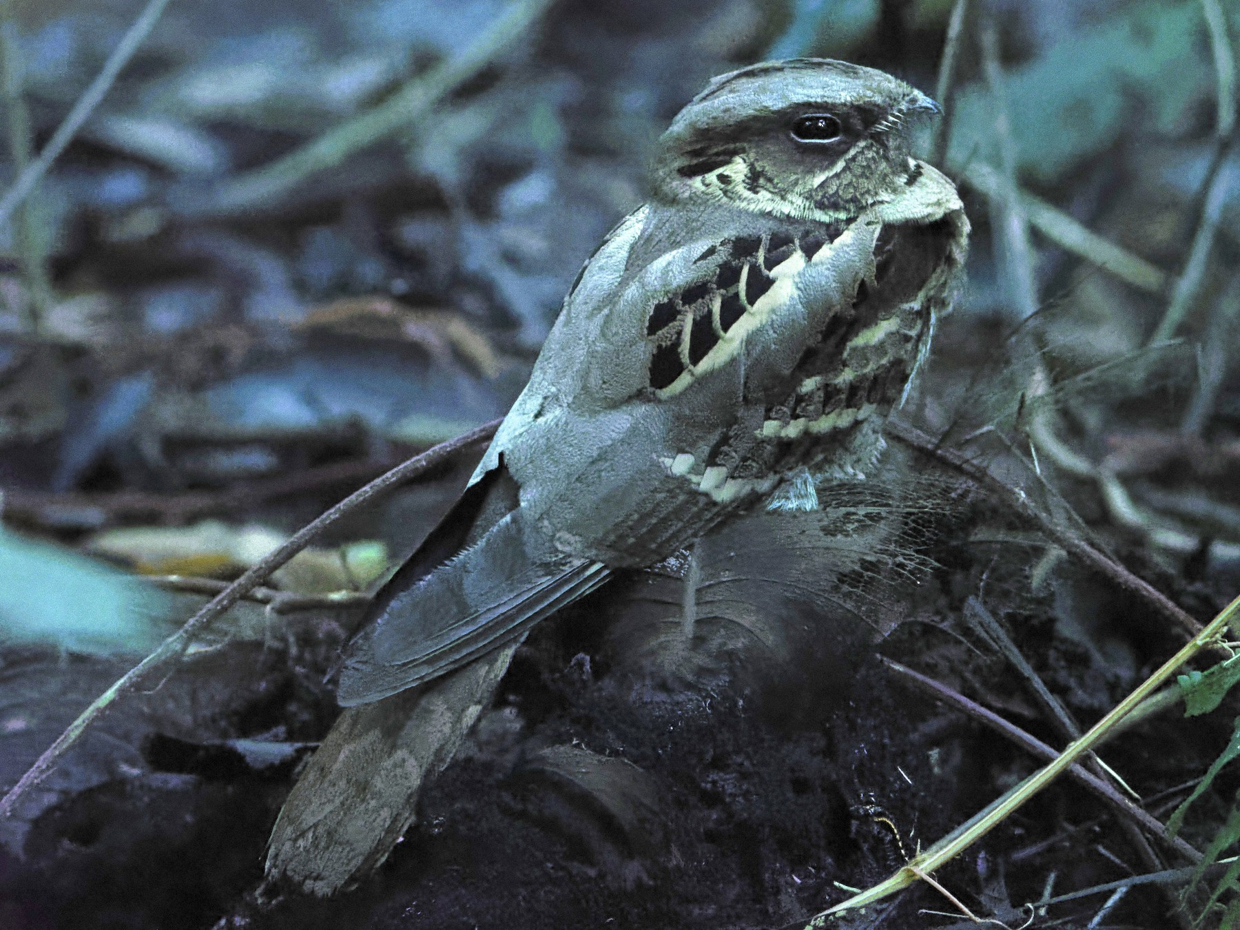 Large-tailed Nightjar - eBird