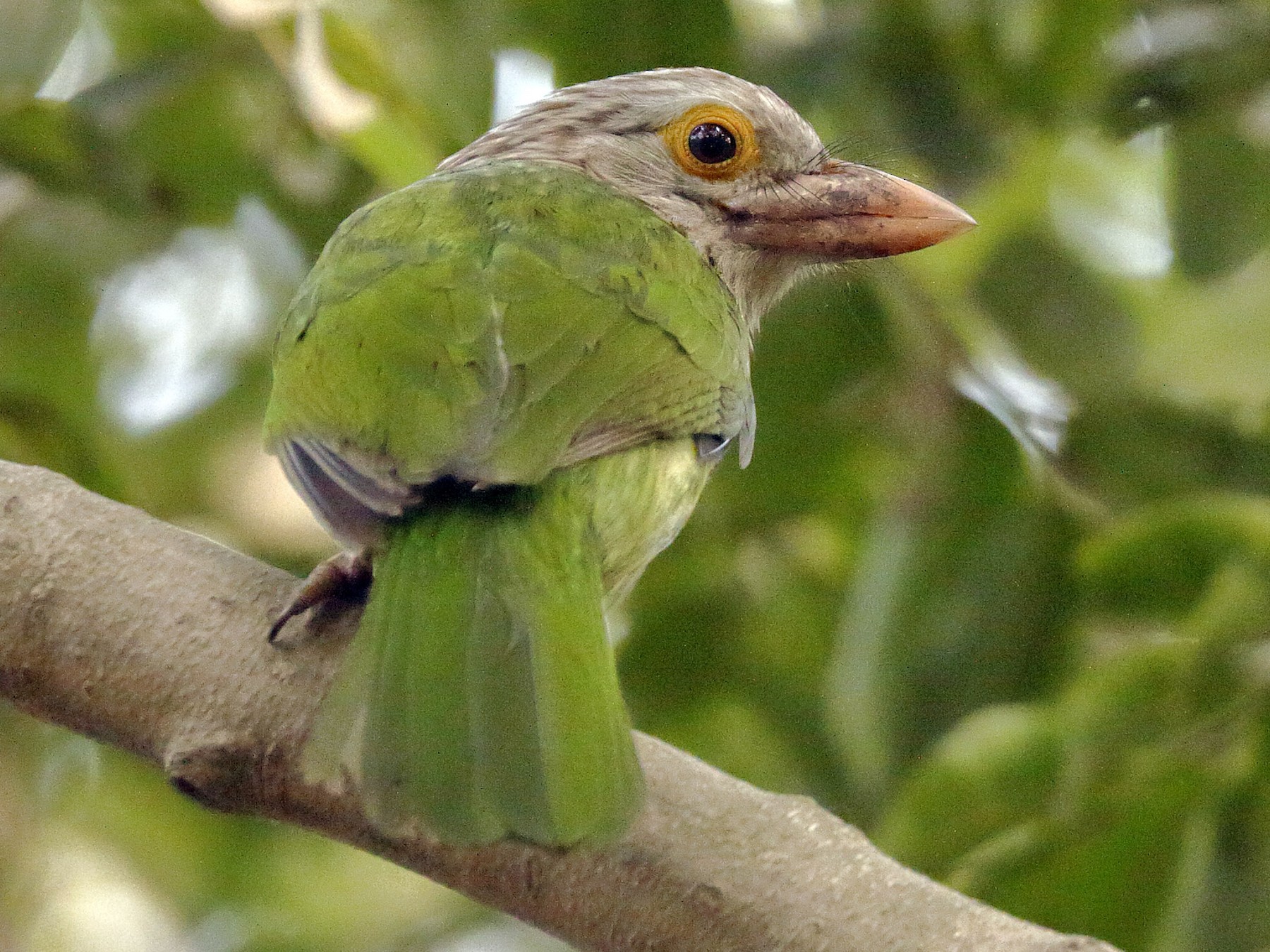 Lineated Barbet - eBird