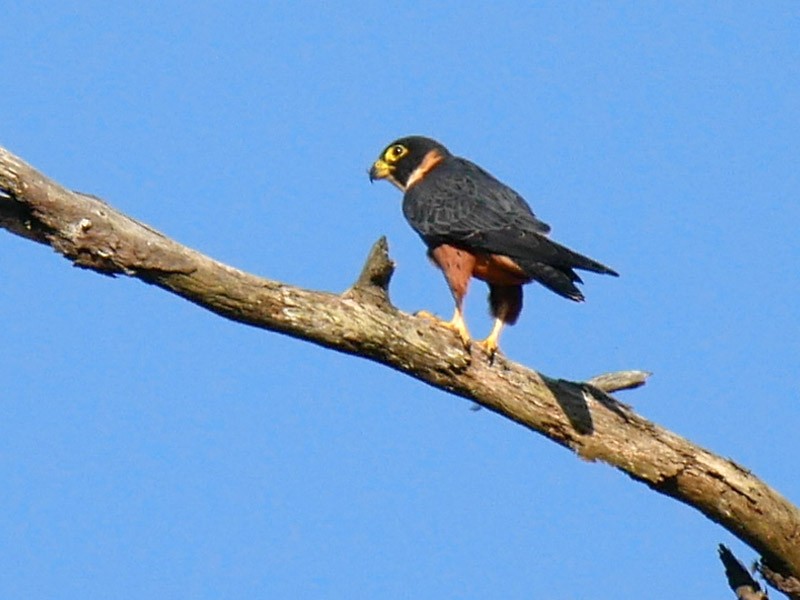 Oriental Hobby - eBird