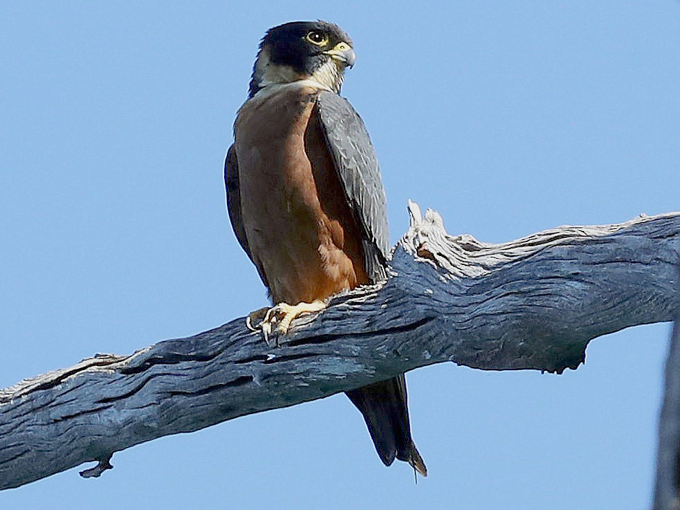 Oriental Hobby - eBird