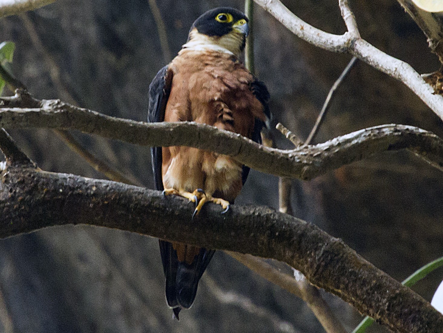 Oriental Hobby - eBird