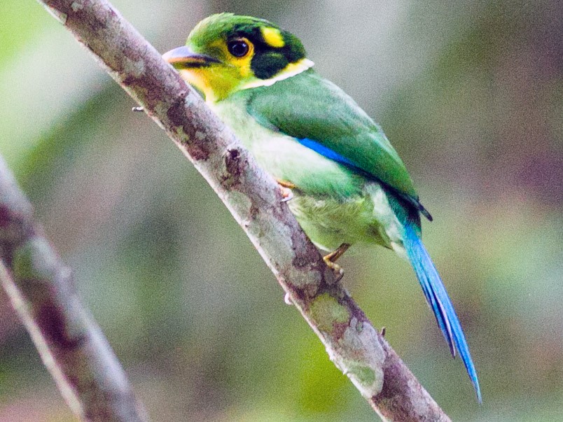 Long-tailed Broadbill - eBird