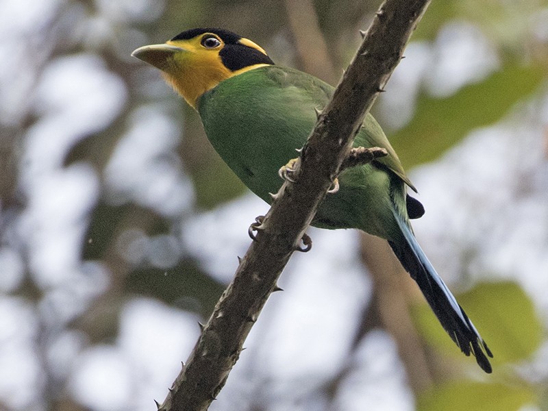 Long-tailed Broadbill - eBird