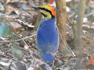 Blue Pitta - eBird