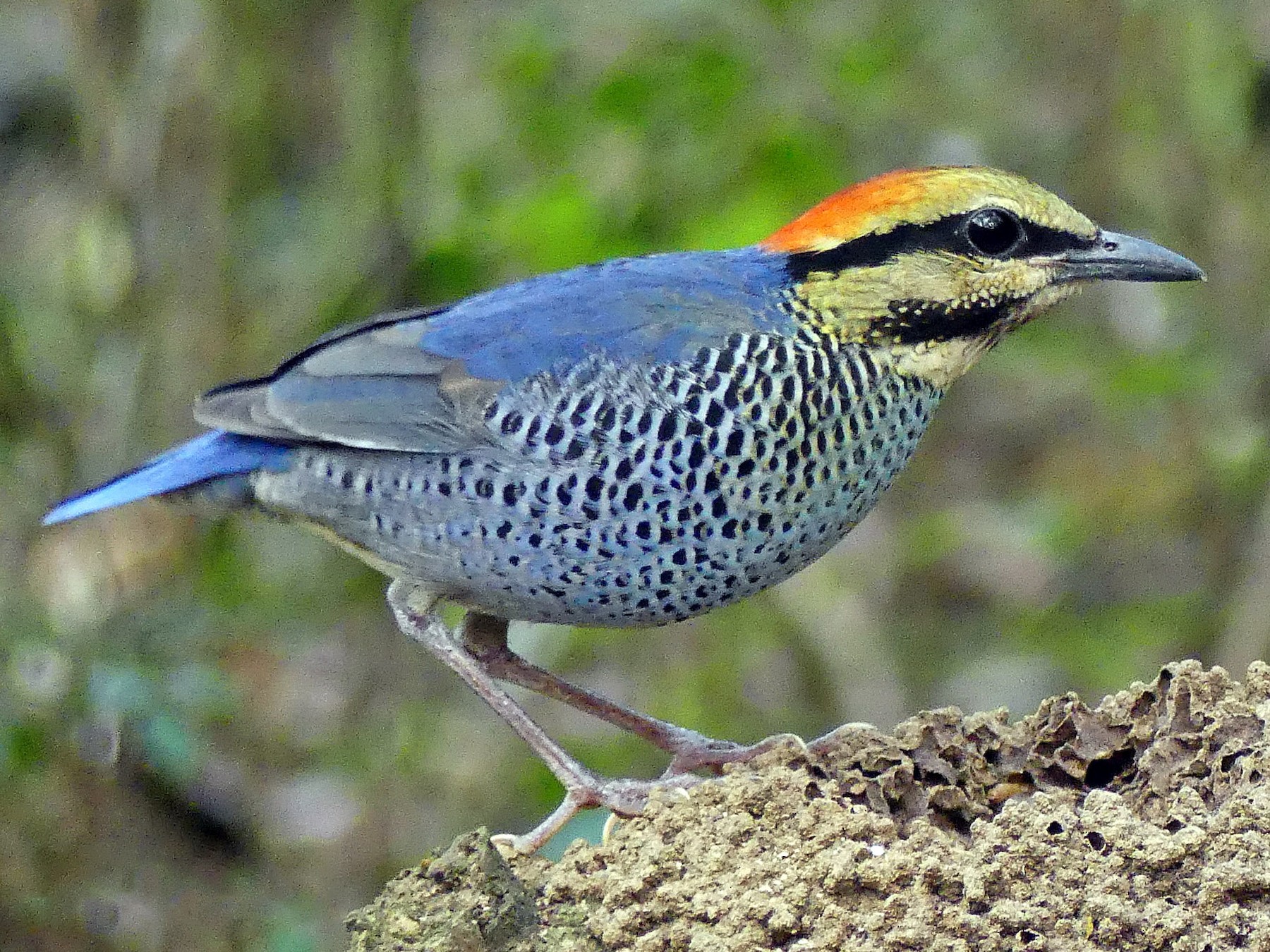 Blue Pitta - eBird